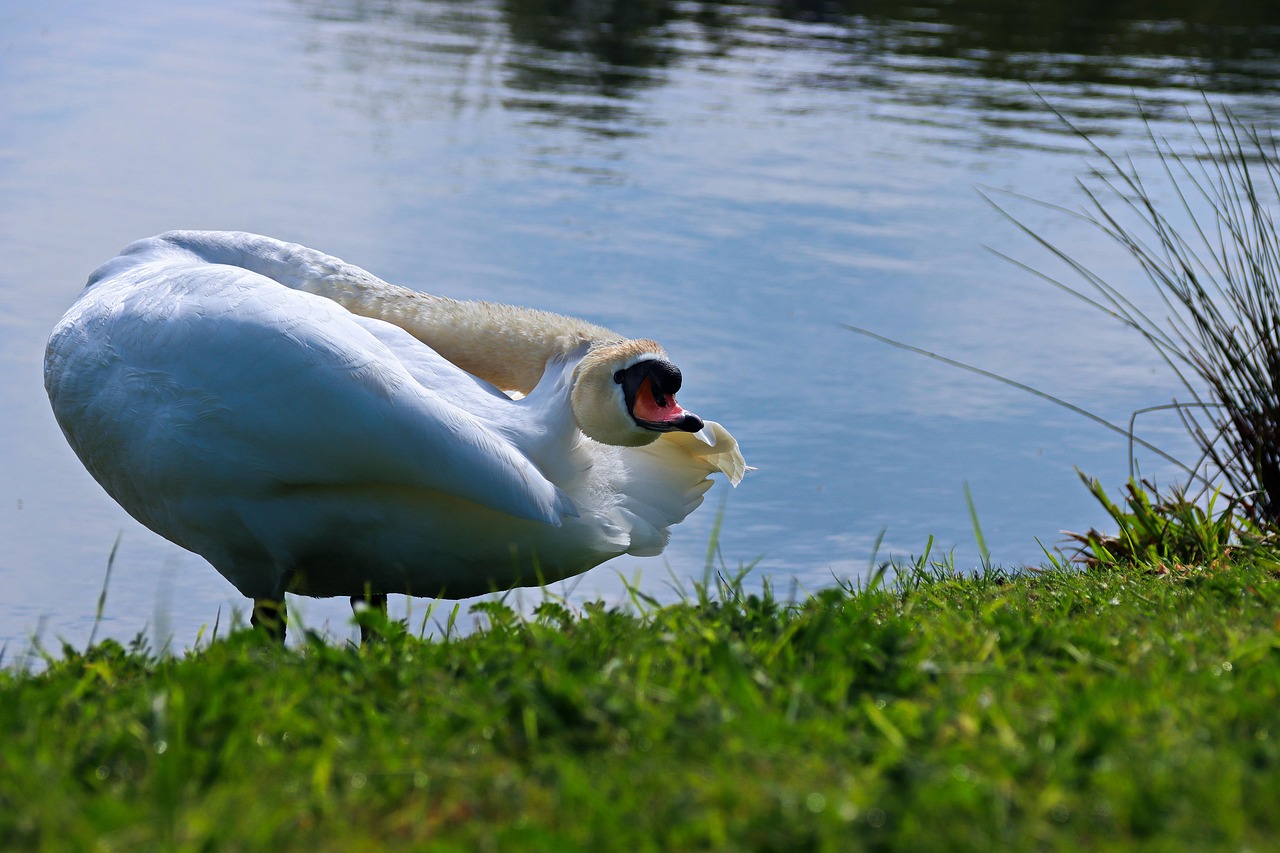 Swan Bird Bank - Free photo on Pixabay - Pixabay