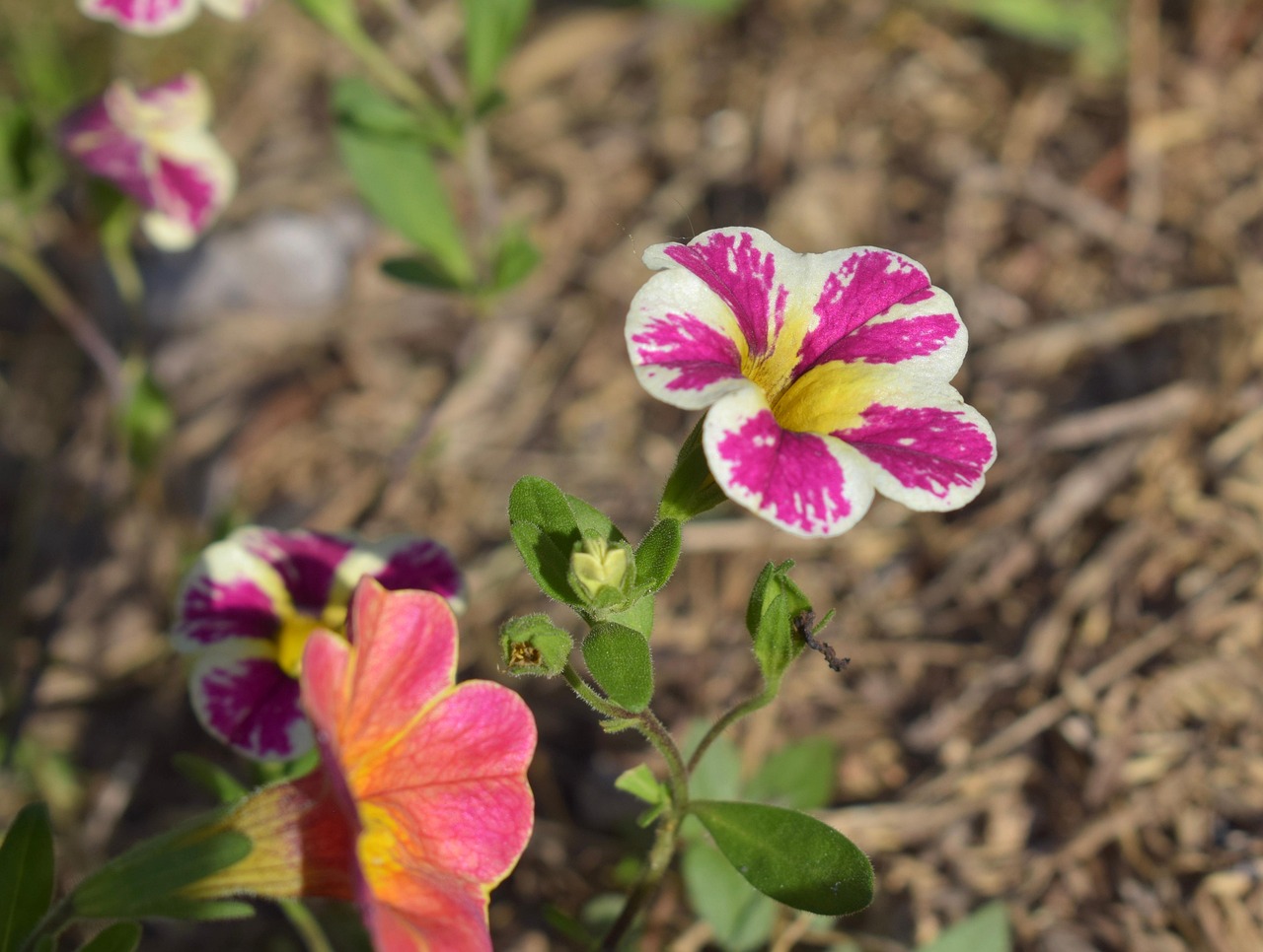 Flower Petal Nature - Free photo on Pixabay - Pixabay