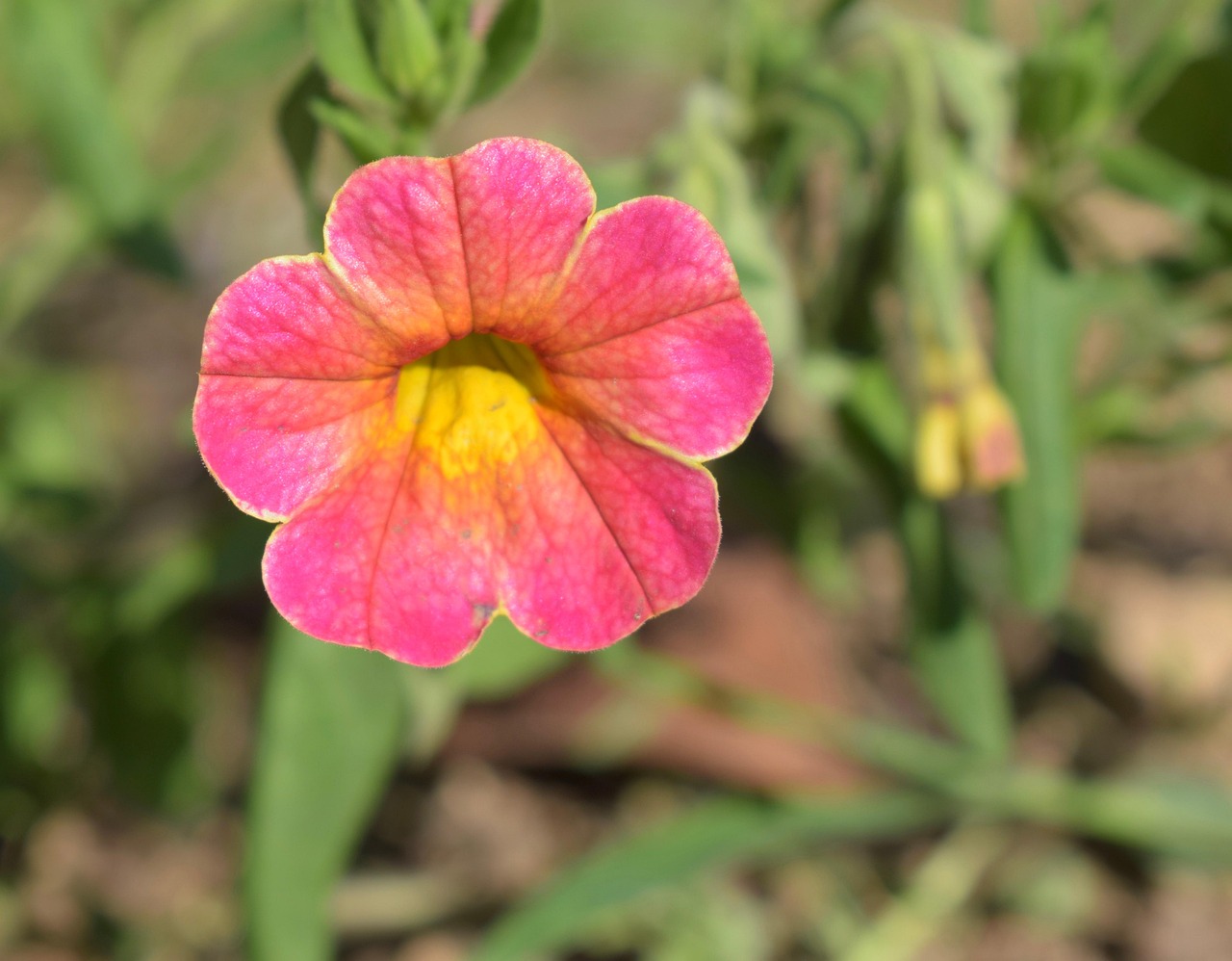 Flower Nature Free Photo On Pixabay Pixabay