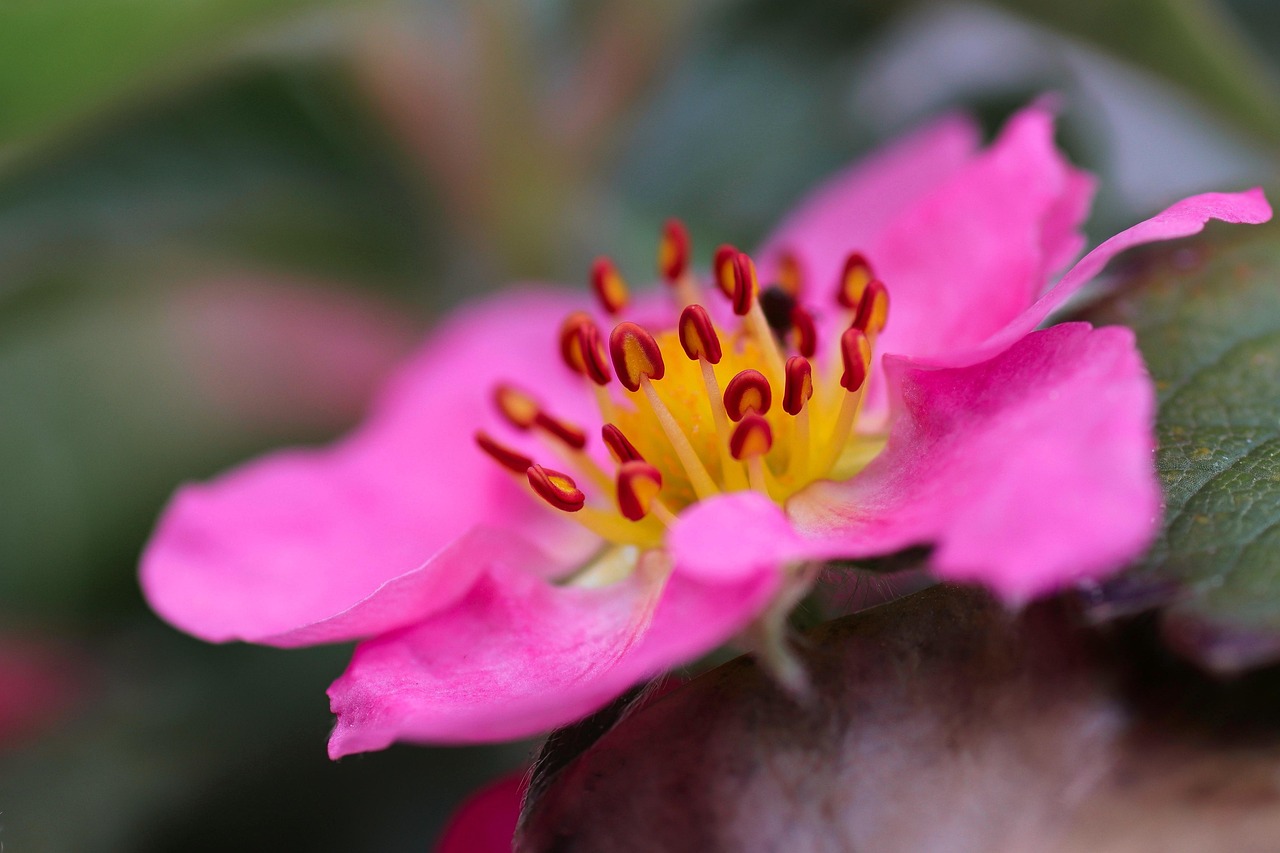 60,000+ Free Strawberry Flower & Nature Images - Pixabay