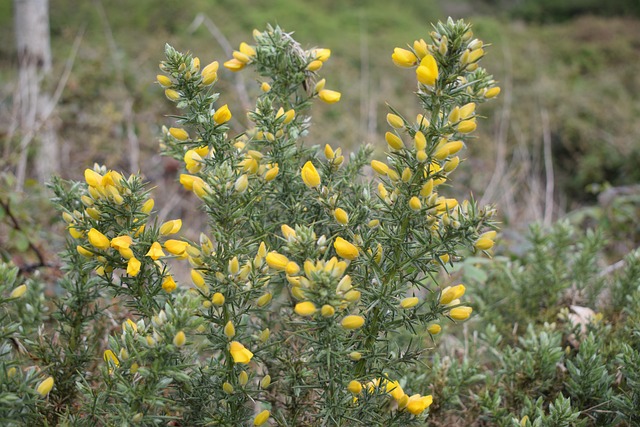 Wildflower Bush Nature - Free photo on Pixabay