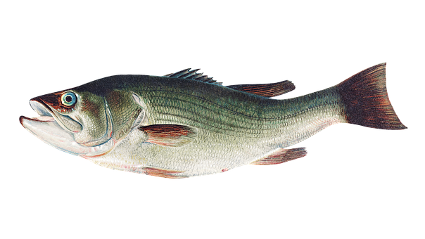 80+ Free Bass Fish & Fish Images - Pixabay