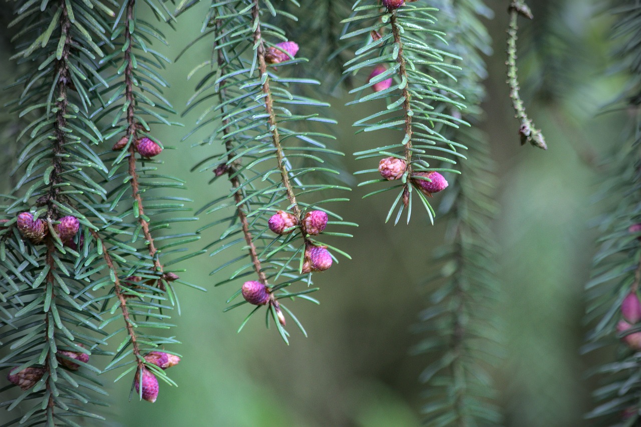 Blossoming Fir Tree Nature Green - Free photo on Pixabay - Pixabay
