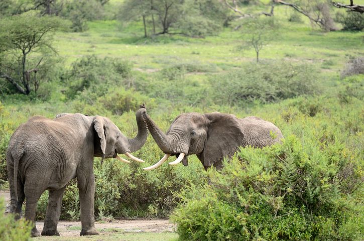 5,000+ HD Elephant Pictures & Images