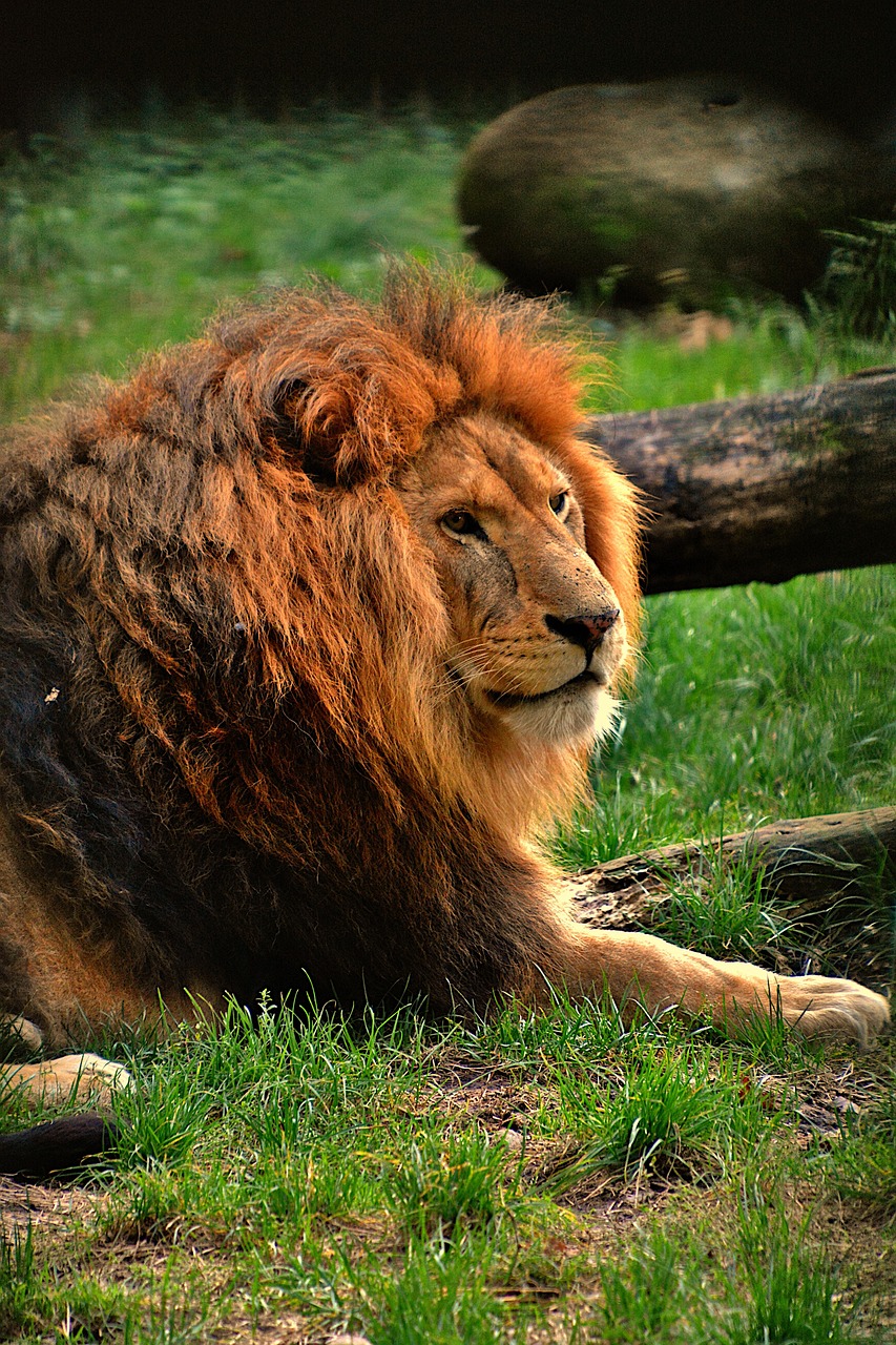 Sitemapcdatahttpsinfbiziddeces Lion Sur Mernull