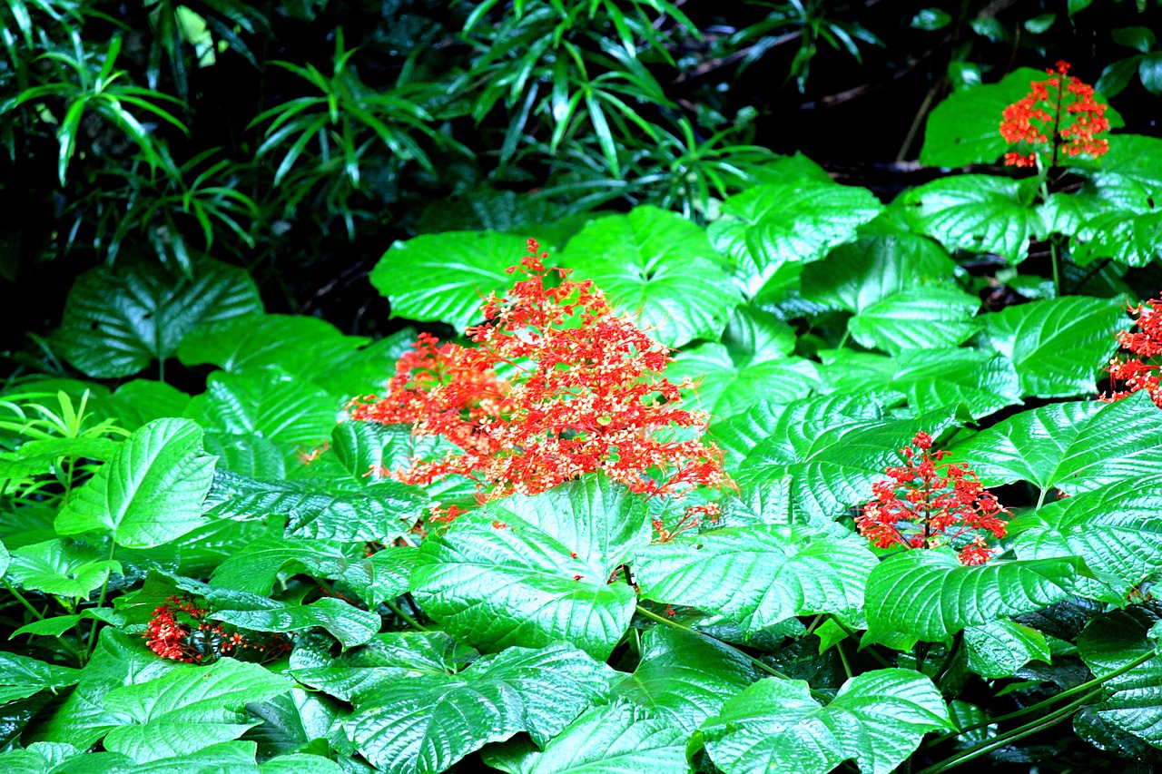 Nature Peace Flowers - Free photo on Pixabay - Pixabay