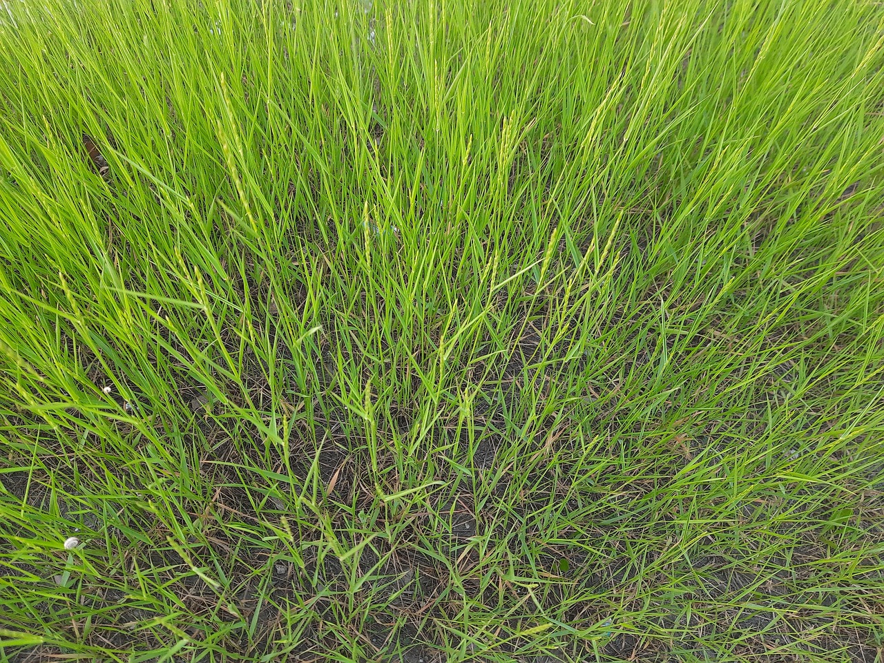 Grüne Gras Grün - Kostenloses Foto auf Pixabay - Pixabay