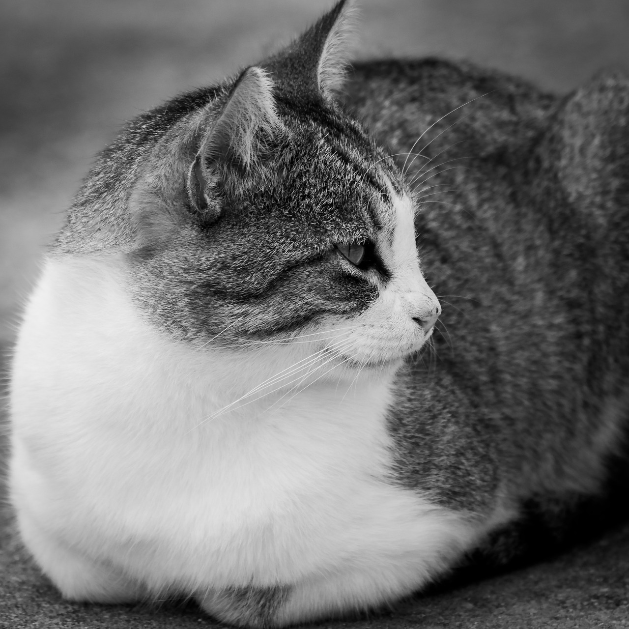 Cat Animal De Compagnie - Photo gratuite sur Pixabay - Pixabay
