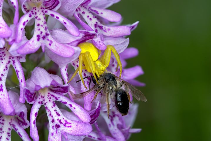 40+ Free Orchid Spider & Orchid Images - Pixabay