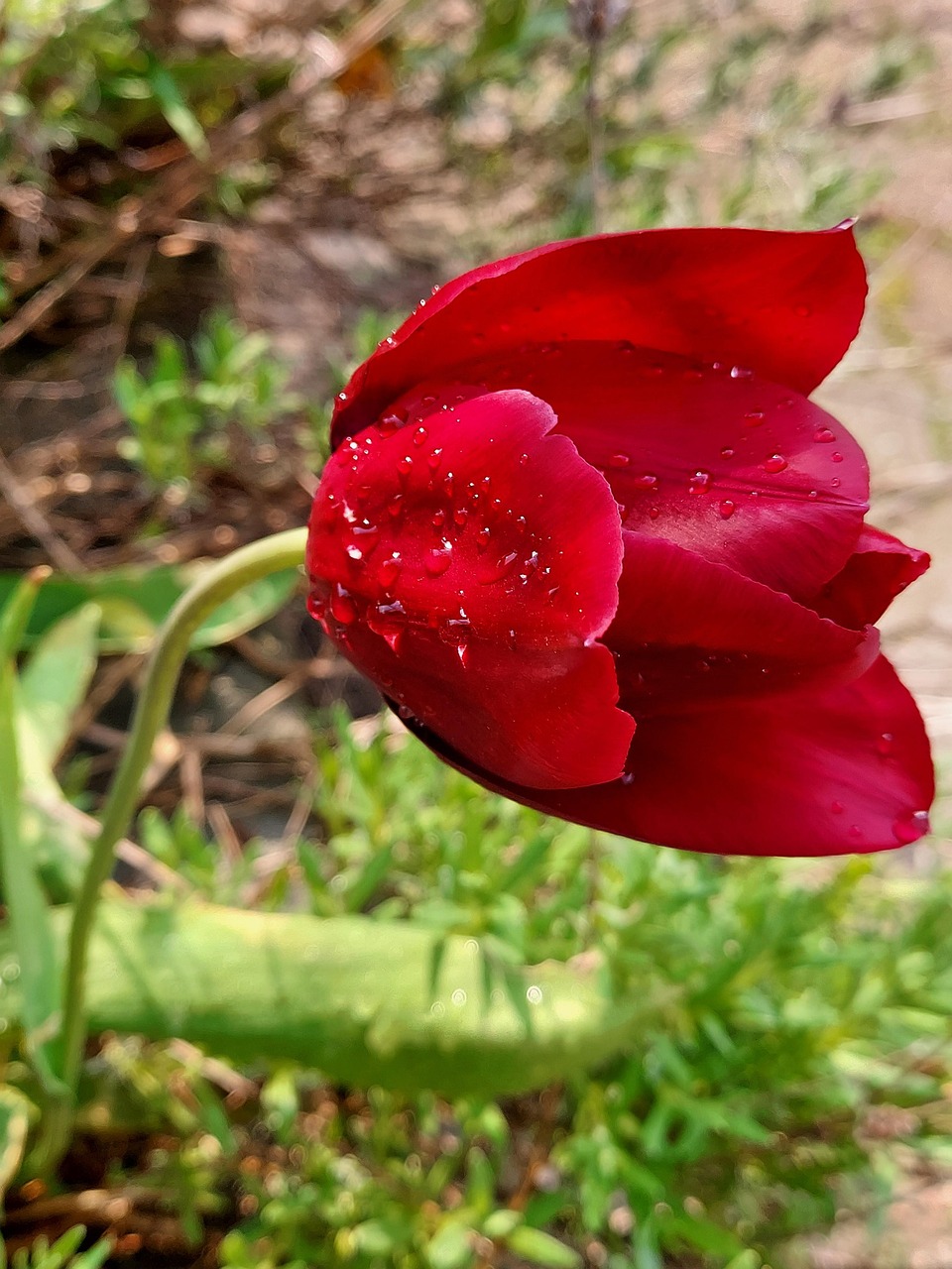 Rosa Roja Flores - Foto gratis en Pixabay - Pixabay