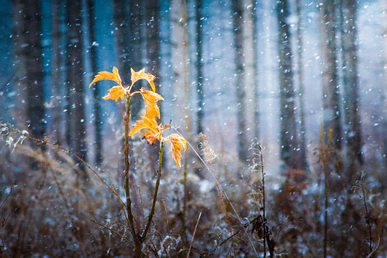 Winter Snow Plant - Free photo on Pixabay - Pixabay