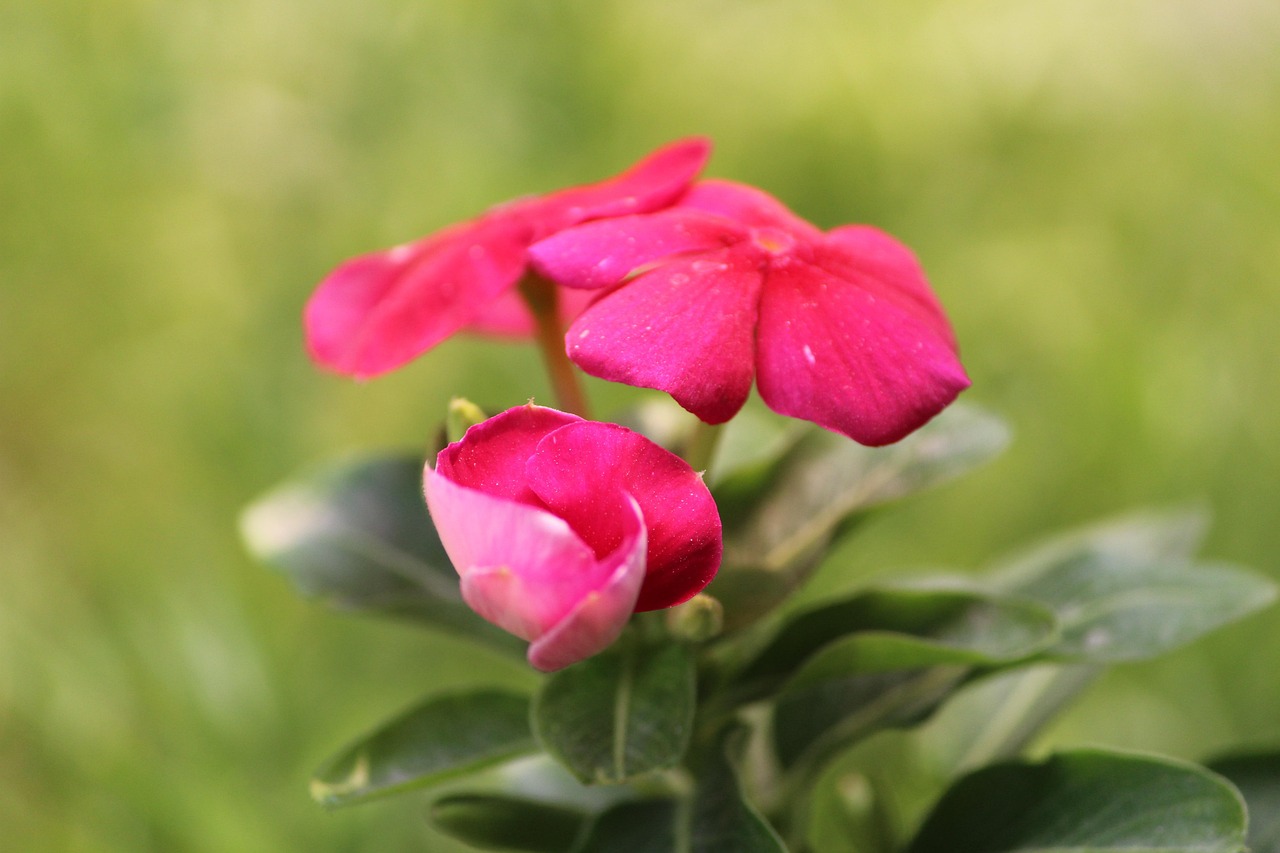 Bígaro De Madagascar Flores Planta - Foto gratis en Pixabay - Pixabay