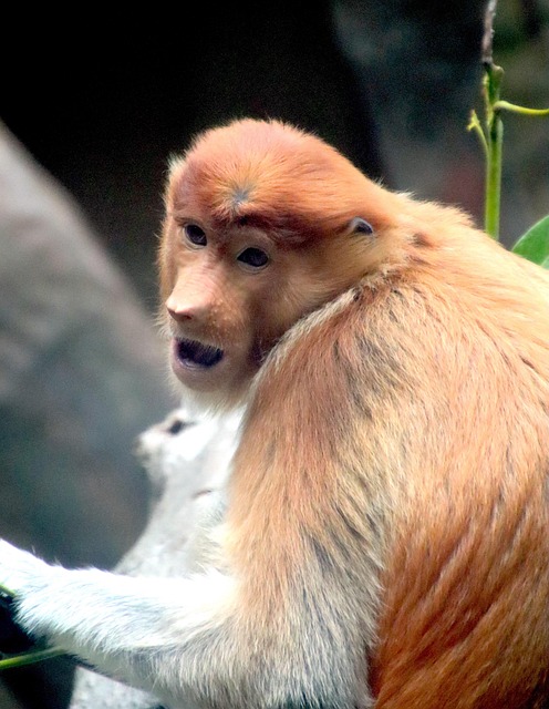 Singe Proboscis Teng - Photo gratuite sur Pixabay - Pixabay