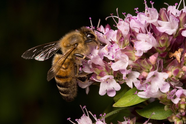 Bee Marjoram Violet - Free photo on Pixabay - Pixabay