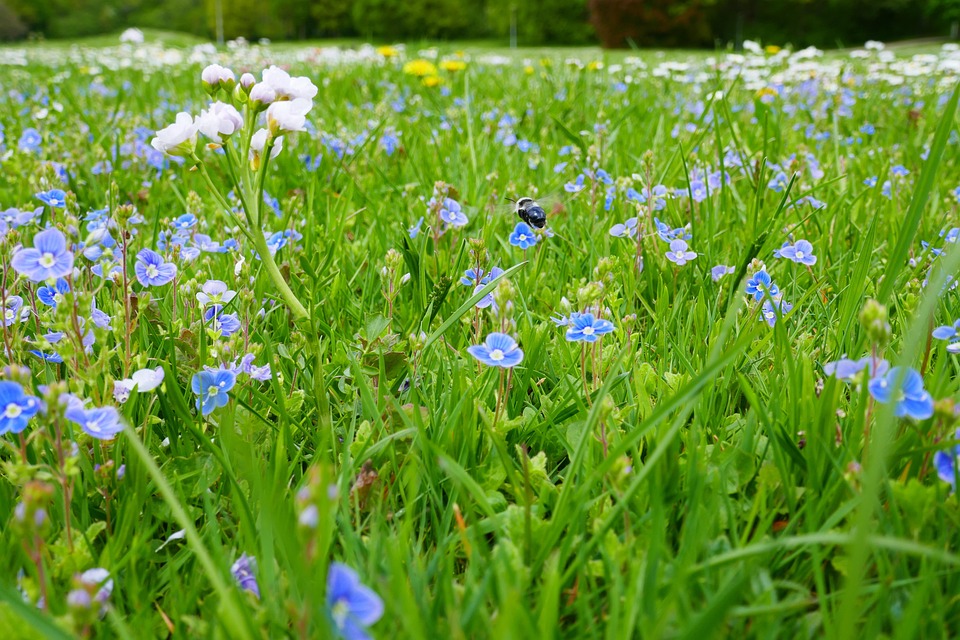 Bunga-Bunga Padang Rumput Lebah - Foto gratis di Pixabay - Pixabay