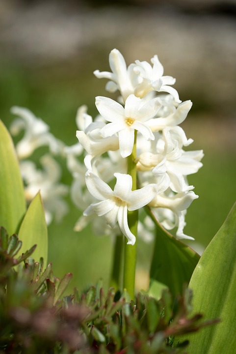 Hyacinth Flower Blossom - Free photo on Pixabay - Pixabay