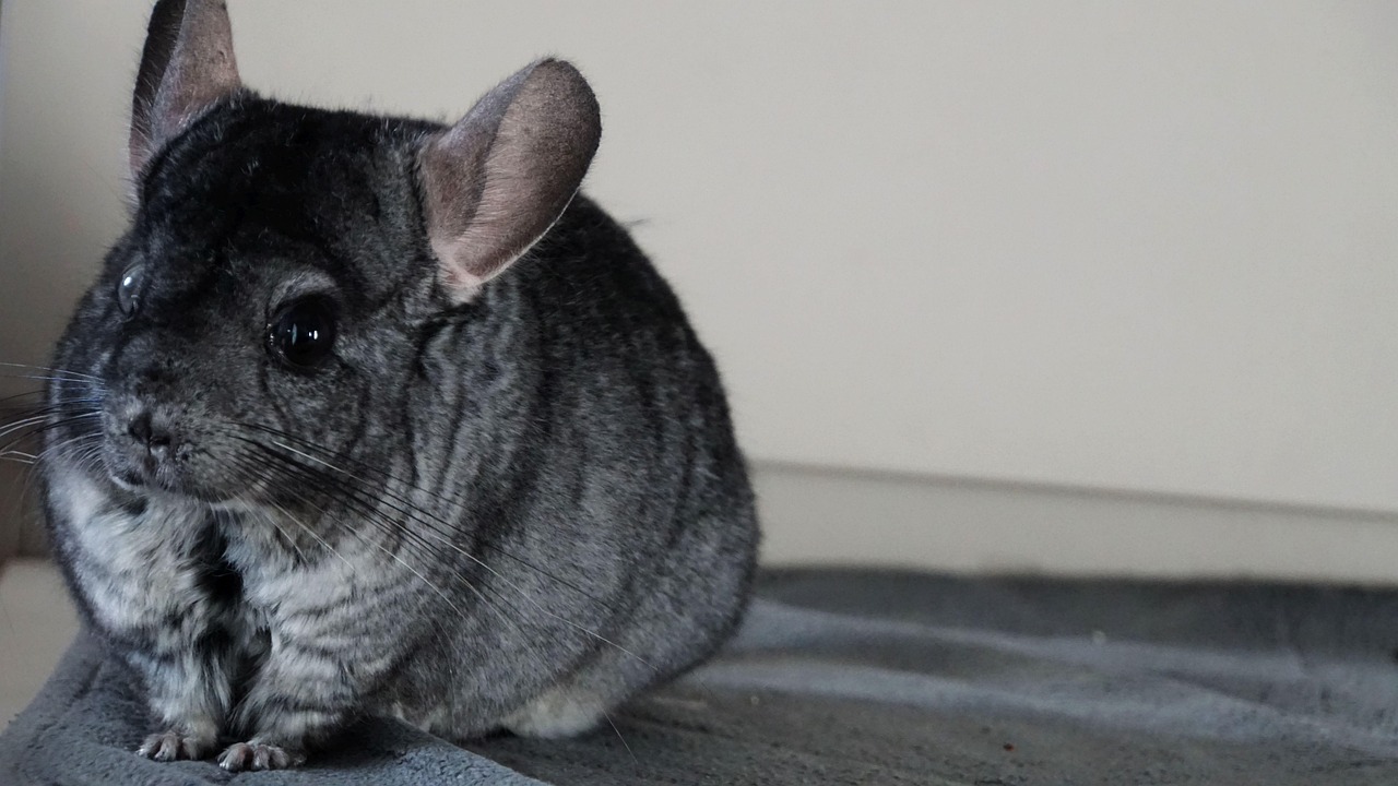 Chinchilla Rongeur - Photo gratuite sur Pixabay - Pixabay