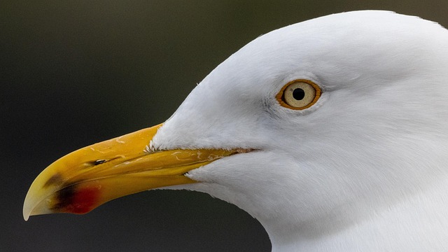 Seagull Bird Head - Free photo on Pixabay