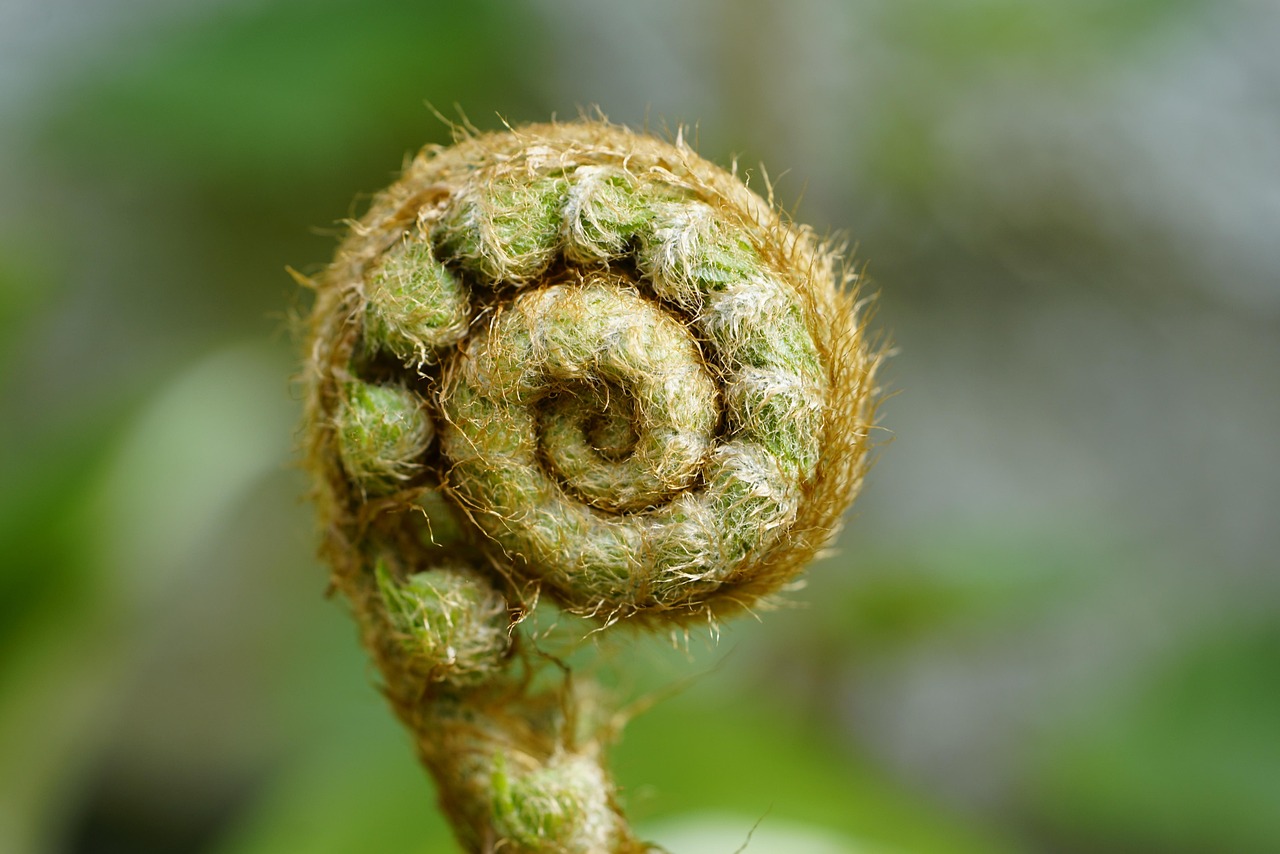 Fern Fiddlehead Plant - Free photo on Pixabay