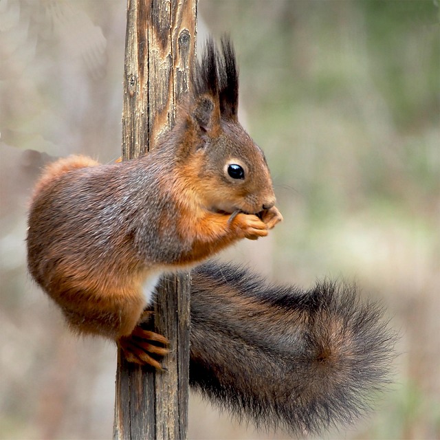 Natureza Animal Animais Selvagens - Foto gratuita no Pixabay - Pixabay