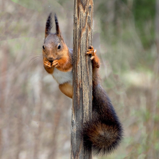 Natureza Animal Animais Selvagens - Foto gratuita no Pixabay - Pixabay
