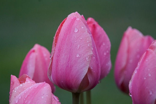 Tulip Bunga-Bunga Embun - Foto gratis di Pixabay - Pixabay