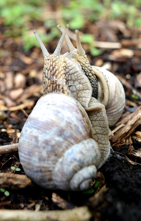 Escargots Shell Garden - Free photo on Pixabay - Pixabay