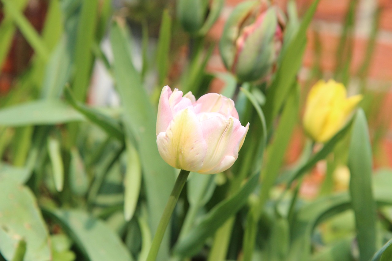 Tulip Flower Plant - Free photo on Pixabay - Pixabay