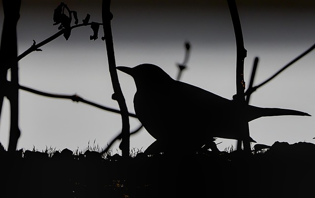 Blackbird Bird Backlighting - Free photo on Pixabay - Pixabay