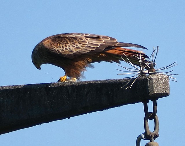 Milan Bird Raptor Birds Of - Free photo on Pixabay - Pixabay