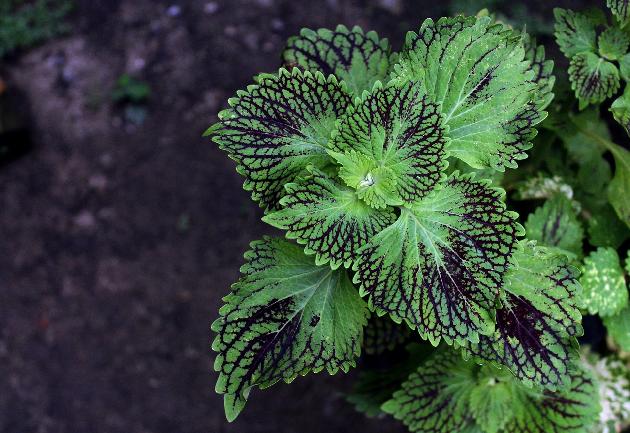 3+ Free Miana & Plant Images - Pixabay