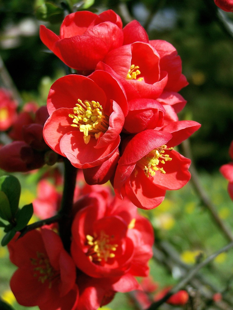 Japanese Quince Chaenomeles - Free photo on Pixabay - Pixabay