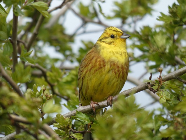 Goldammer Emberiza Citrinella - Free photo on Pixabay - Pixabay