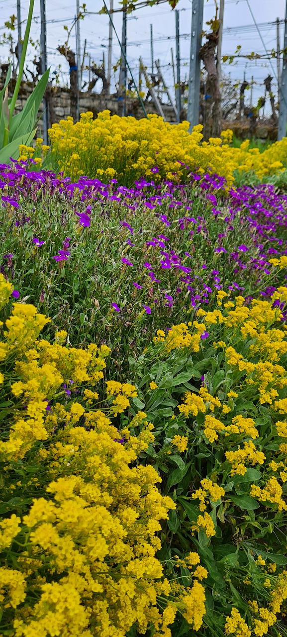 Flor Prado De Flores Multicolor - Foto gratis en Pixabay - Pixabay