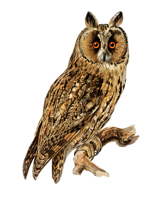 6 000+ darmowych obrazów z kategorii Uszami Sowa i Sowa - Pixabay