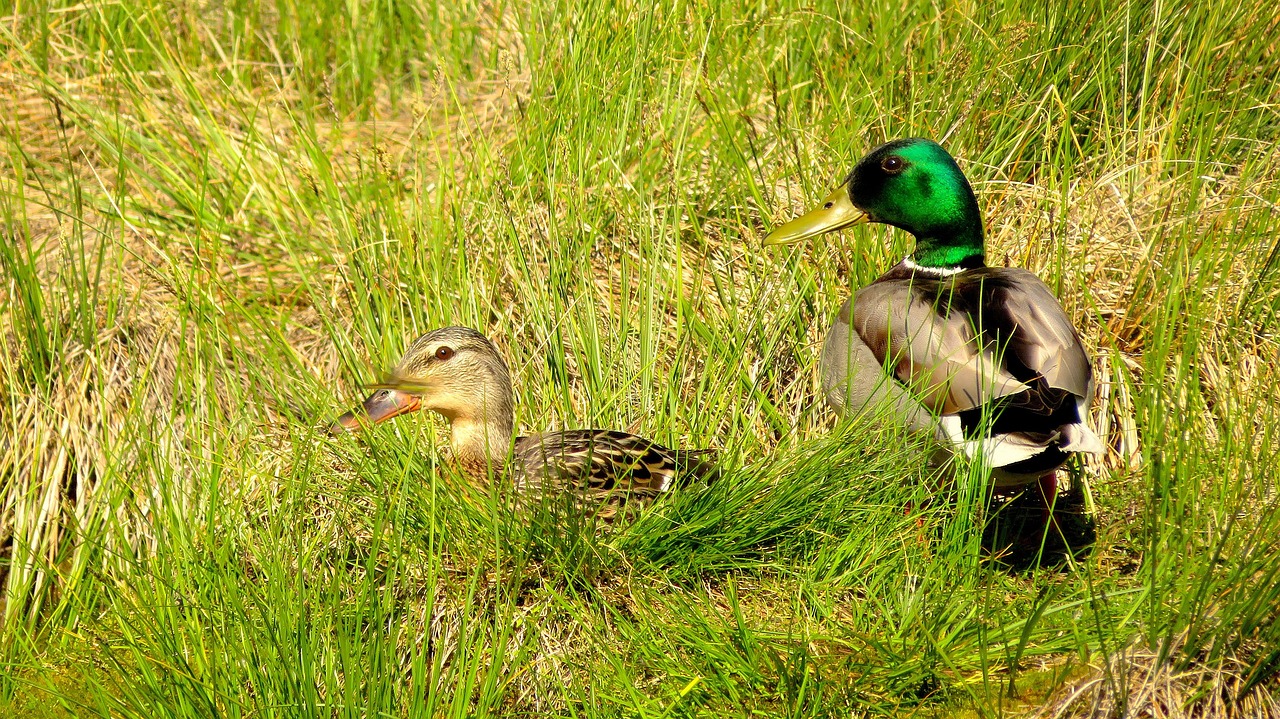 Pato Real Patos Naturaleza Aves - Foto gratis en Pixabay - Pixabay