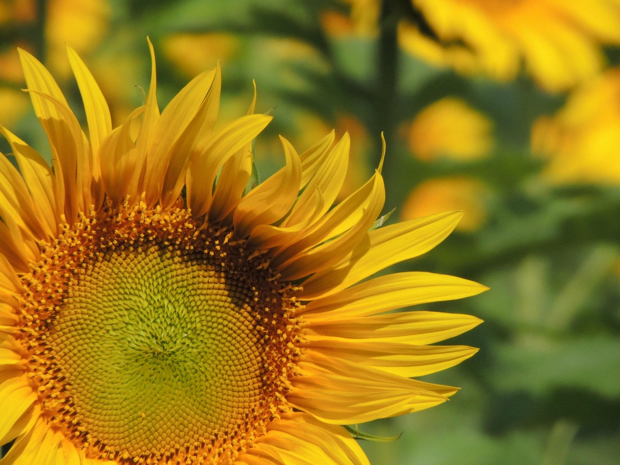 Sunflower Flowers Nature - Free photo on Pixabay - Pixabay