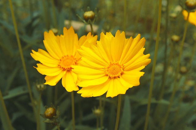 Bunga Kuning Hutan - Foto gratis di Pixabay - Pixabay