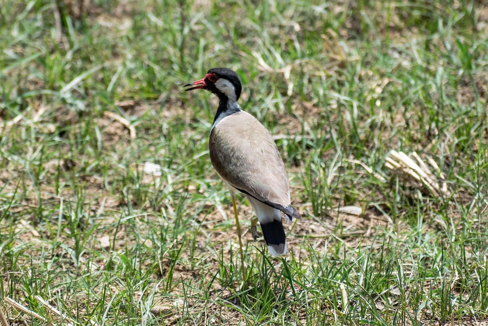 Vanneau À Caroncules Rouges - Photo gratuite sur Pixabay