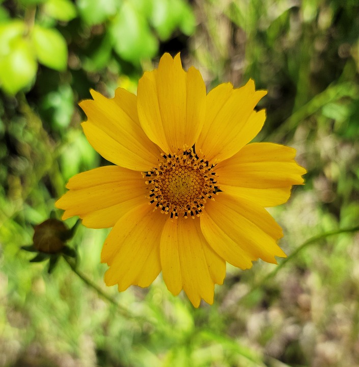 Flower Color Yellow - Free photo on Pixabay - Pixabay