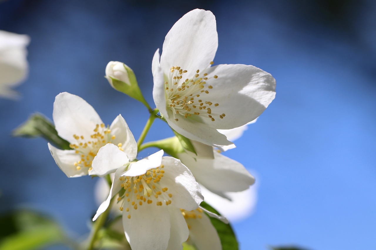Summer Jasmine Farmer'S - Free photo on Pixabay - Pixabay