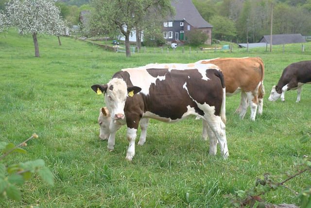 Vaca Vacas Rebanho - Foto gratuita no Pixabay - Pixabay