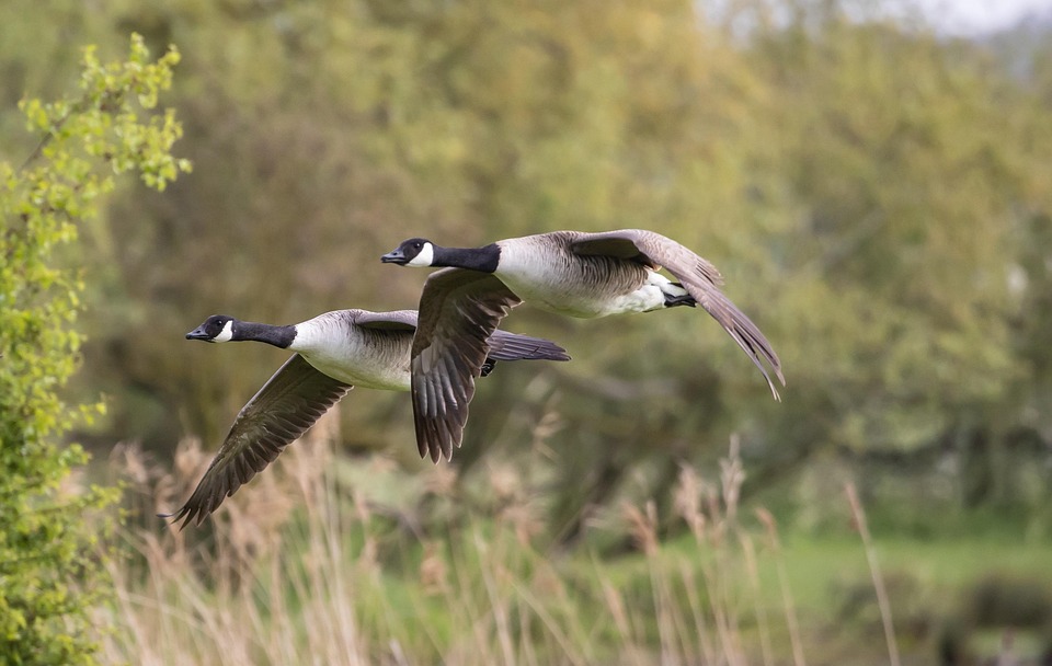 Canada Geese Birds Flying - Free photo on Pixabay - Pixabay