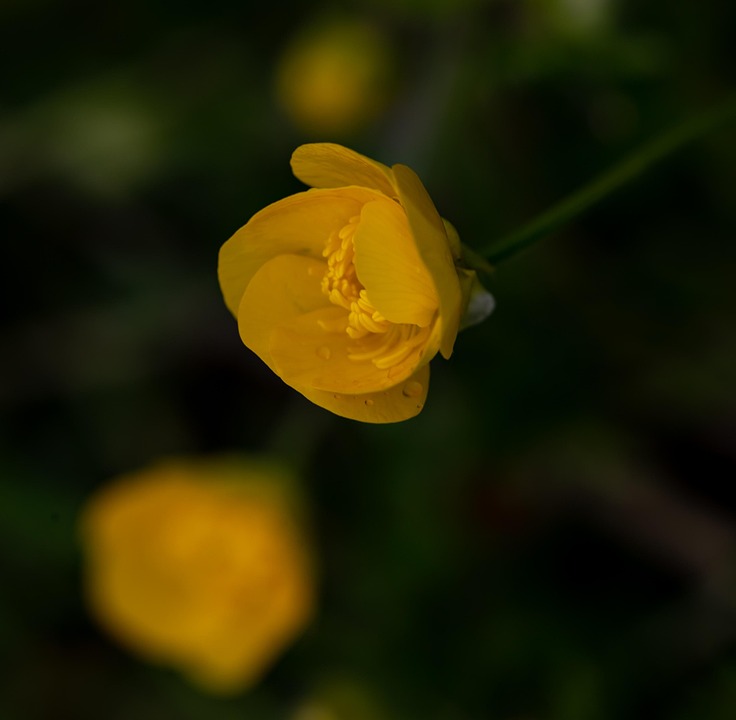 Marsh Marigold Flower Plant - Free photo on Pixabay