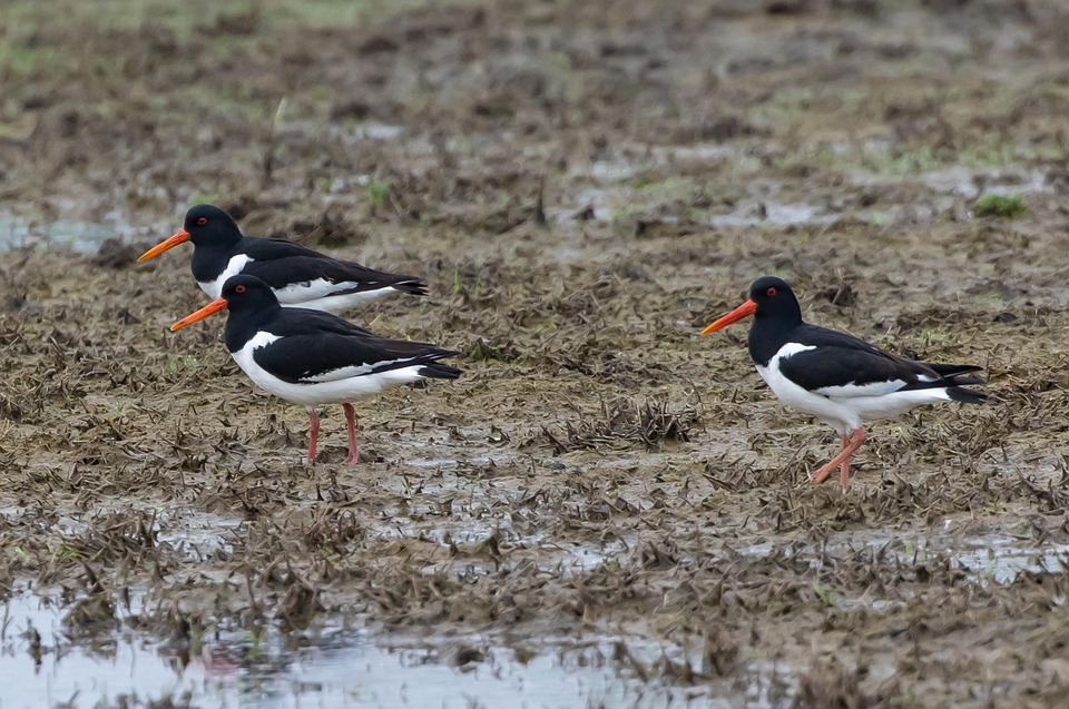 Oystercatchers Birds Mud - Free photo on Pixabay - Pixabay