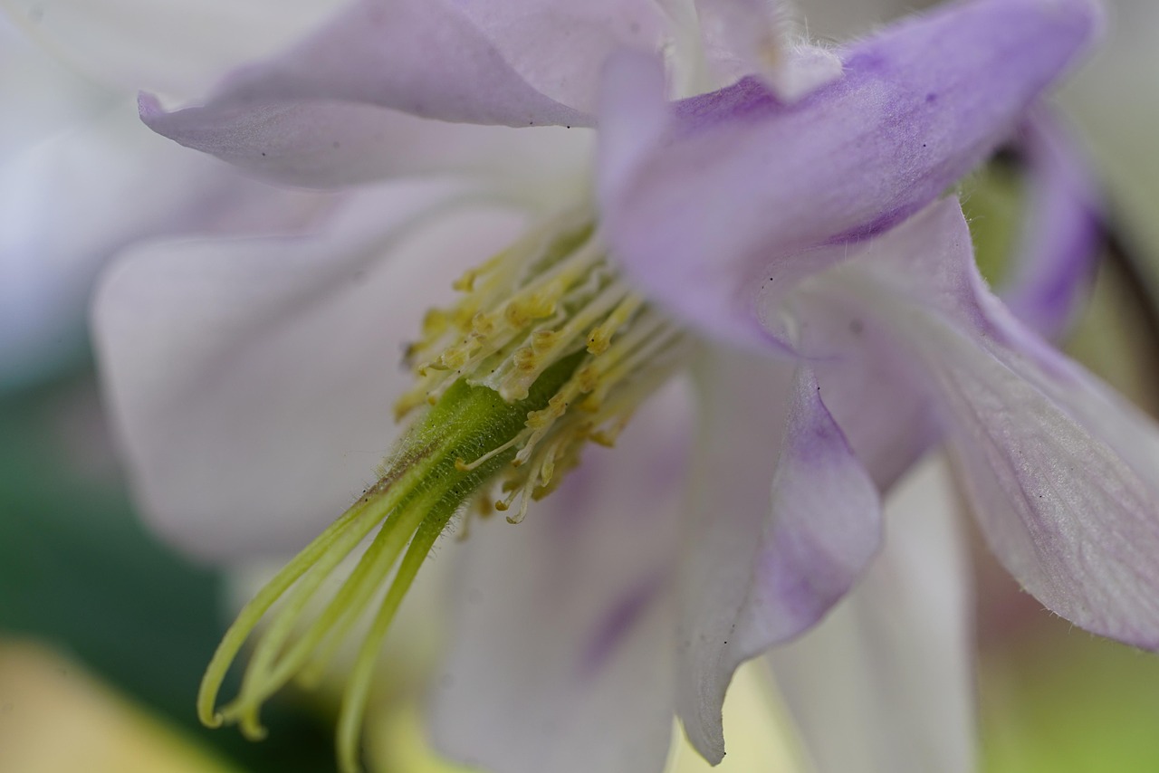 Ancolie Fleur Bloom - Photo gratuite sur Pixabay - Pixabay