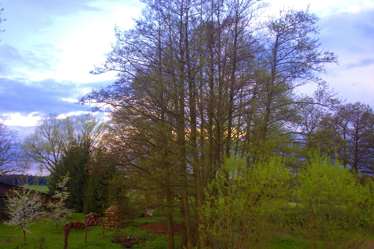 Trees Branches Forest - Free photo on Pixabay - Pixabay