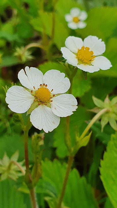 Strawberries Blossom Bloom Wild - Free photo on Pixabay - Pixabay