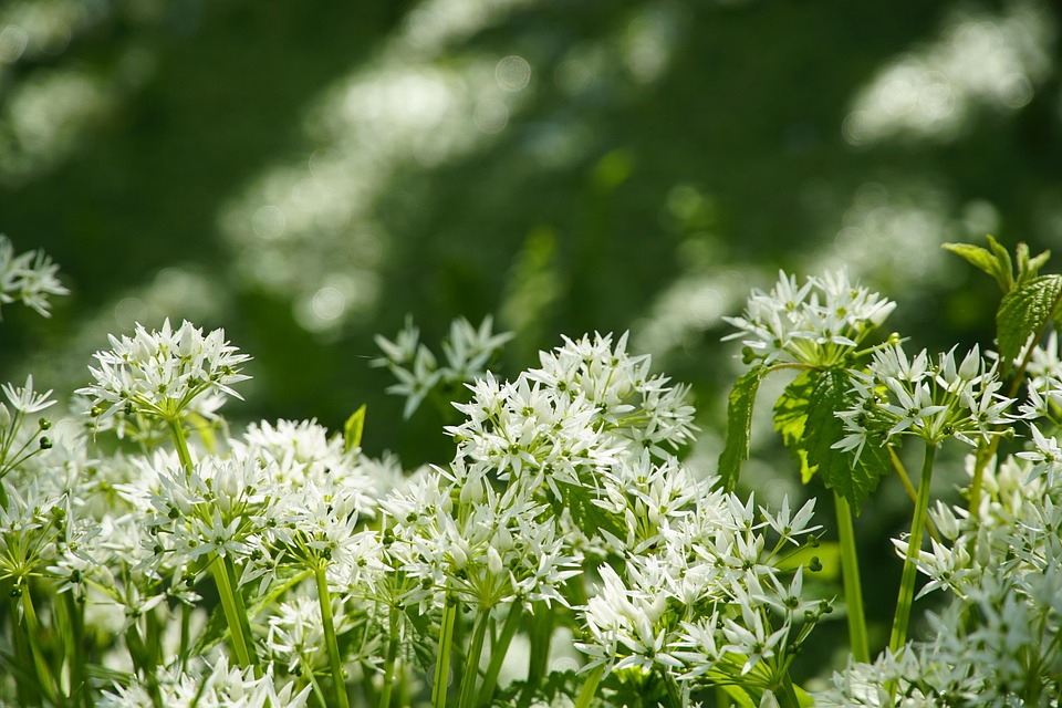 Allium Ursinum Ail Sauvage Herbe - Photo gratuite sur Pixabay