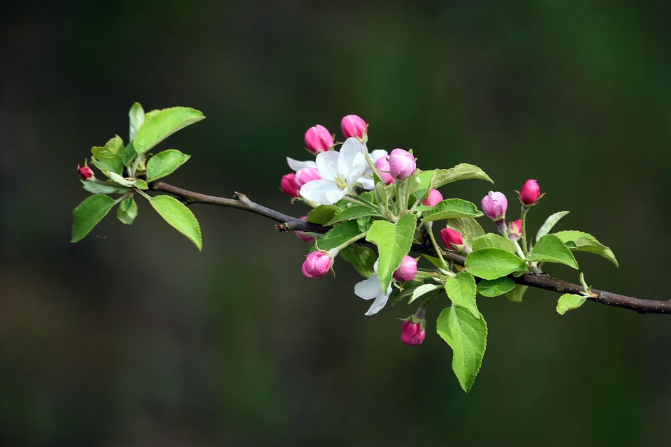 Bunga-Bunga Musim Semi Apple - Foto gratis di Pixabay